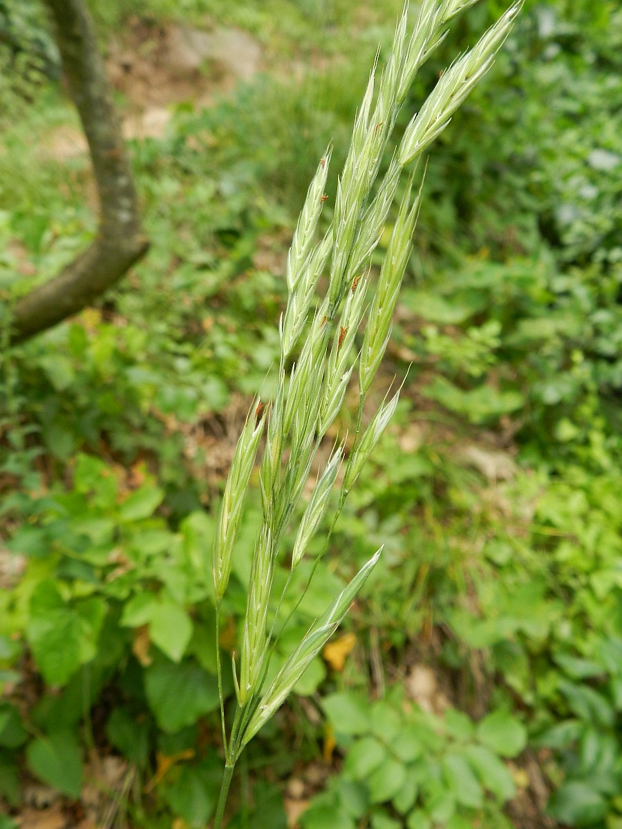 Bromus erectus, Upright Brome